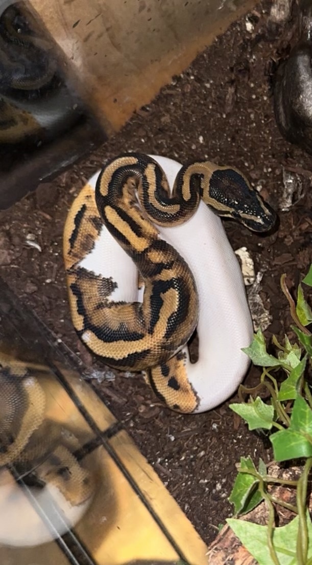 Pied Ball Python by Brent’s Geckos - MorphMarket