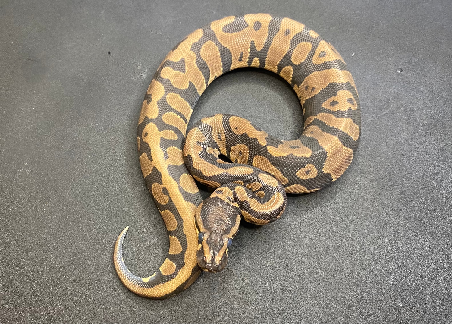 Acid Ball Python by Reptiles By Design - MorphMarket