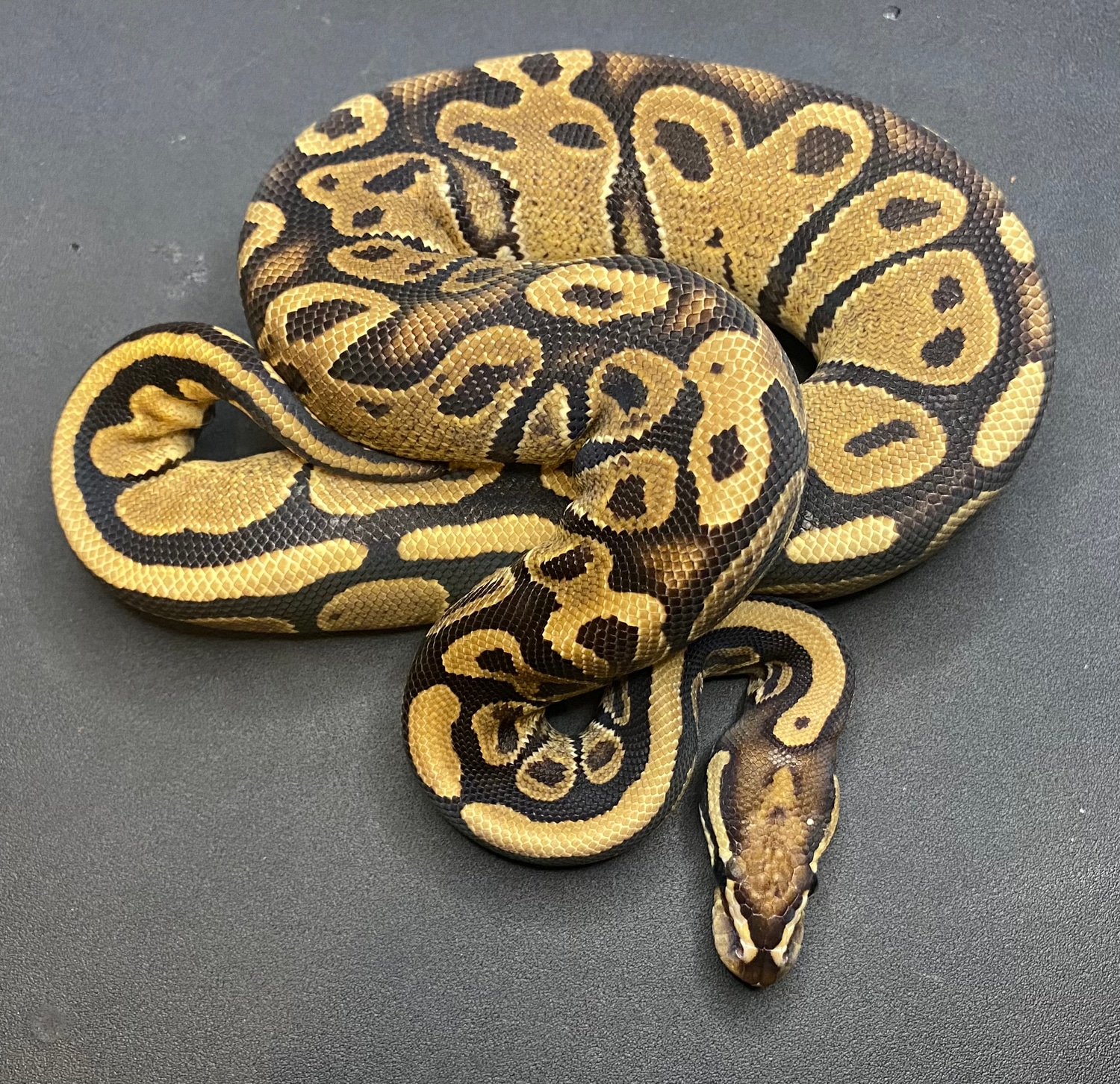 Blackhead Spider Yellowbelly Ball Python by Reptiles By Design ...