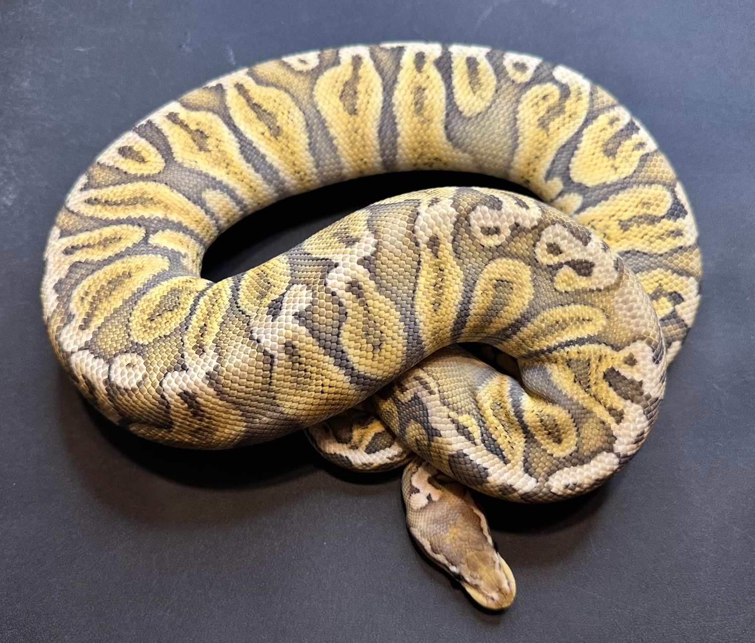 Free Shipping Super Pastel GHI Chocolate 100% Het Puzzle Ball Python by ...