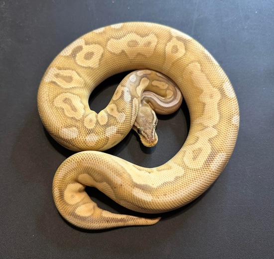 Hypo Enchi Pastel Cinnamon Mojave Ball Python by Reptiles By Design