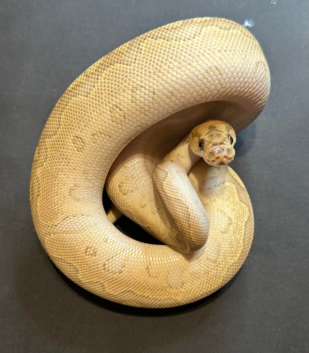 Free Shipping Pastel Lesser Yellowbelly Clown Ball Python by Reptiles ...