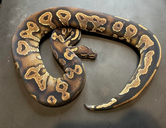 Free Shipping Black Head Yellow Belly Red Gene Ball Python by Reptiles ...