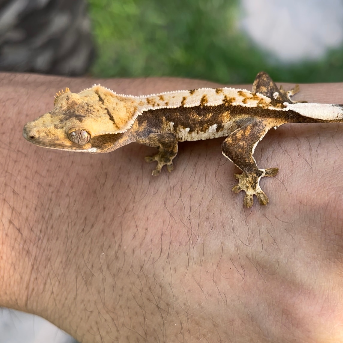 White/cream NVP Tri Color Crested Gecko by Winslow’s Cresties - MorphMarket