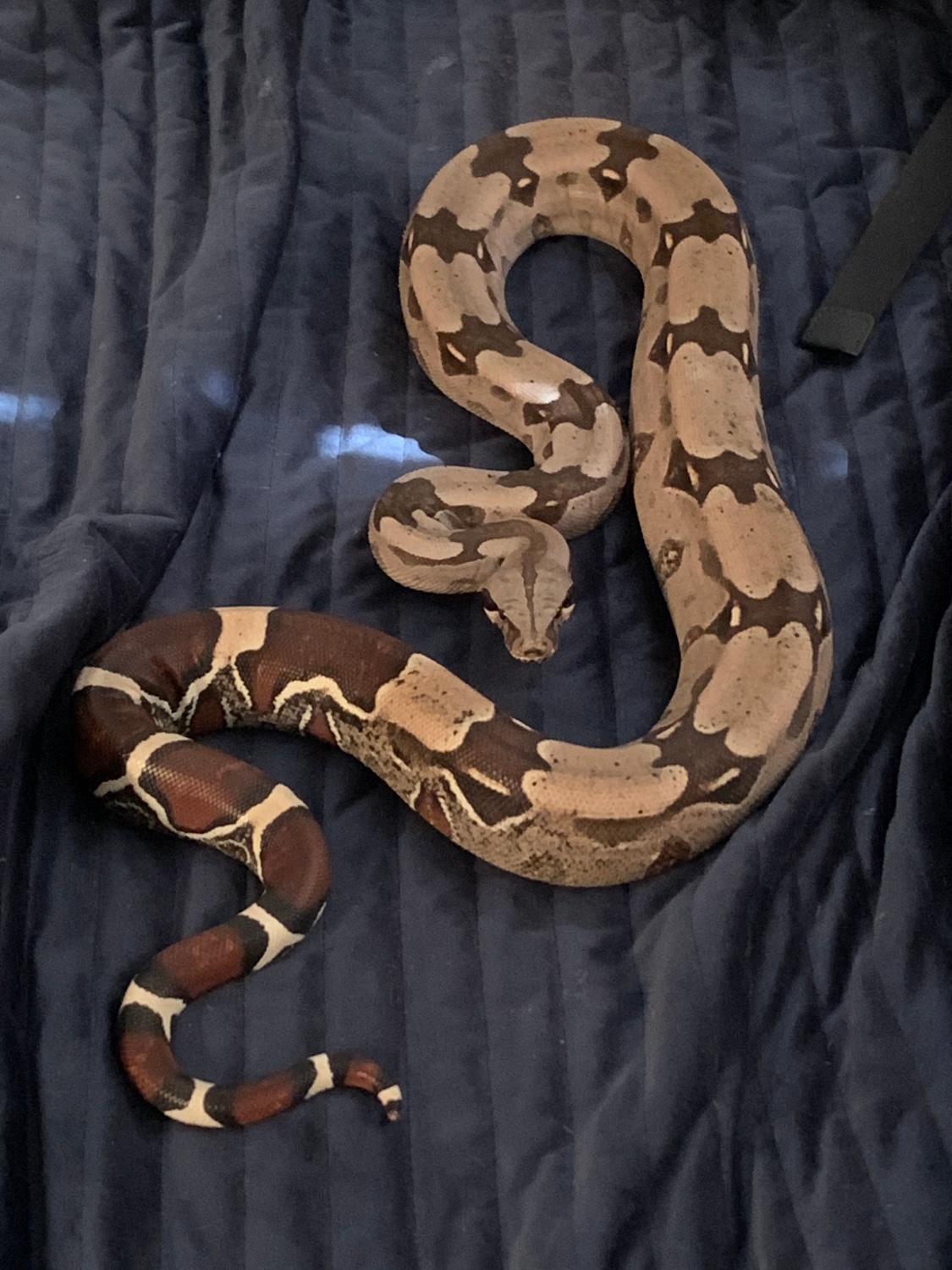 Suriname True Red-tailed Boa Constrictor by Bd Exotics - MorphMarket