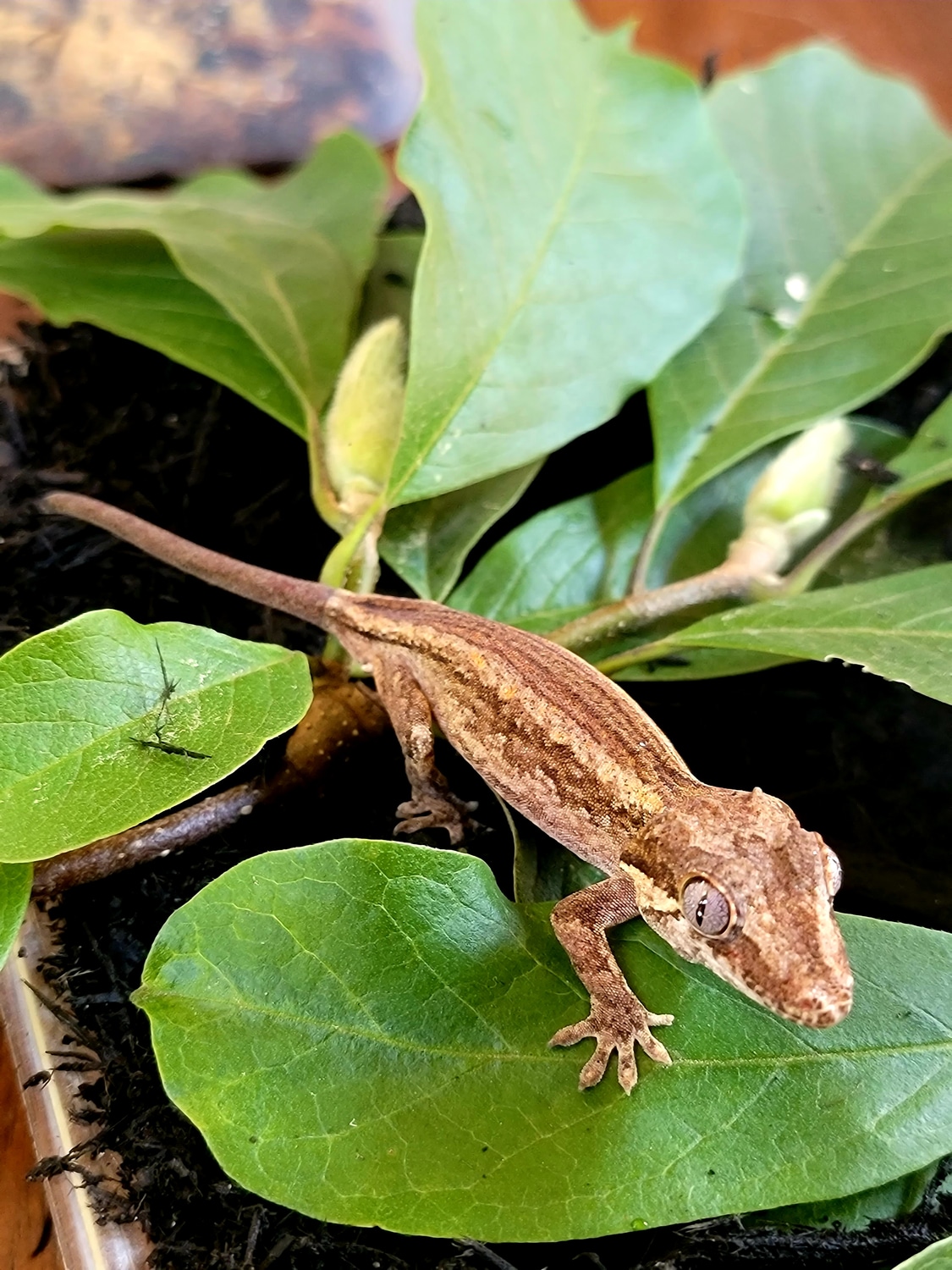 Yellow Base Stripe Gargoyle Gecko by Brett's Pets - MorphMarket