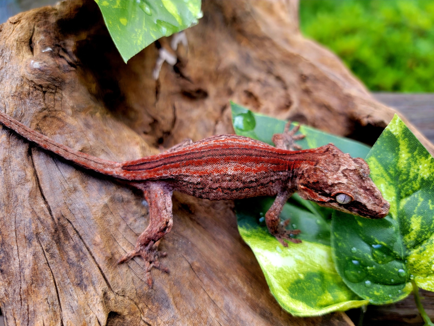 Red Stripe Gargoyle Gecko by Brett's Pets - MorphMarket