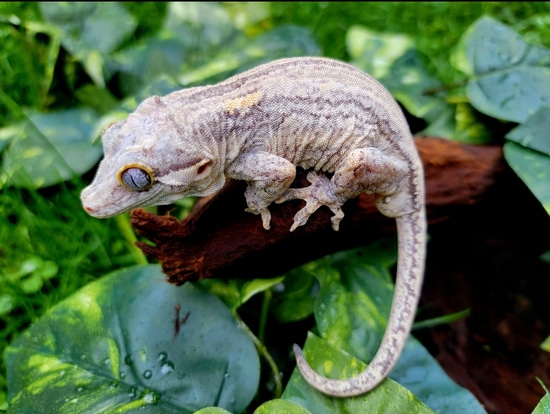 Yellow Base Stripe Gargoyle Gecko by Brett's Pets