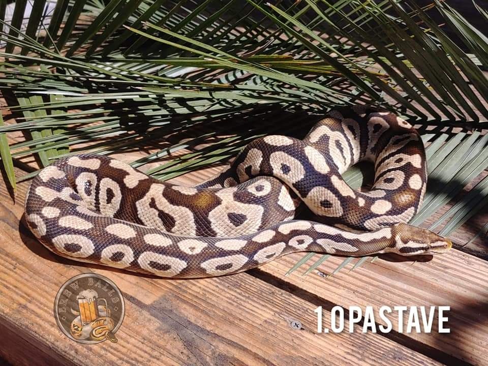 Pastave Ball Python by BrewBalls - MorphMarket