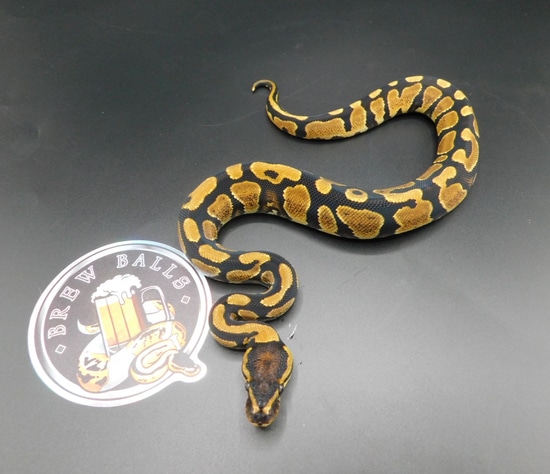 Yellow Belly / Asphalt Ball Python by BrewBalls