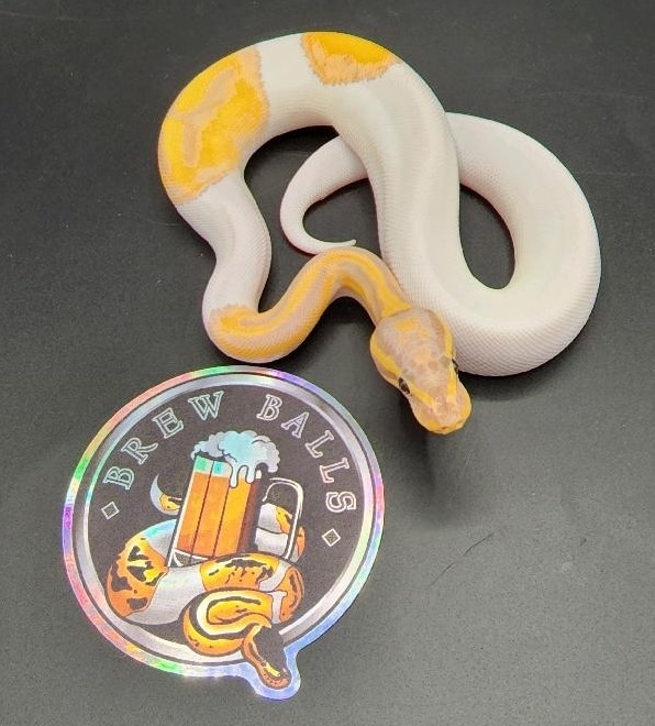 Banana Piebald Ball Python by BrewBalls - MorphMarket