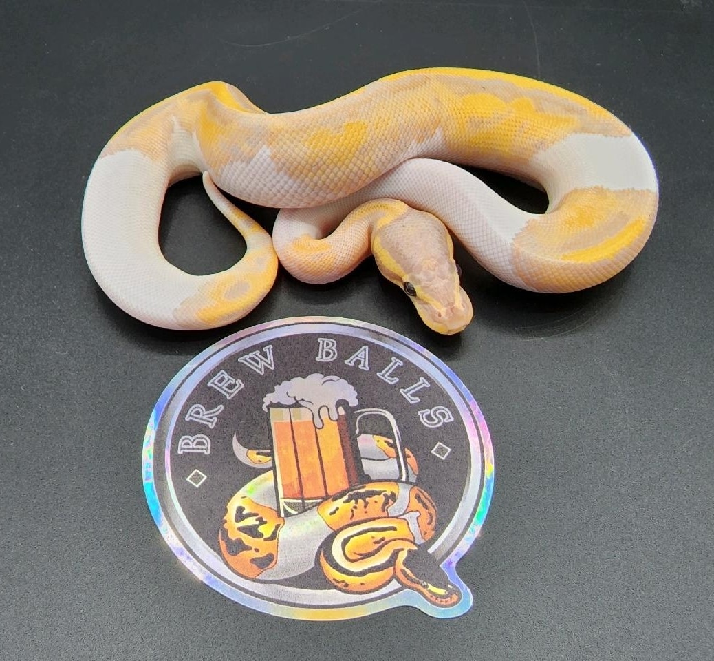 Banana Piebald Ball Python by BrewBalls - MorphMarket