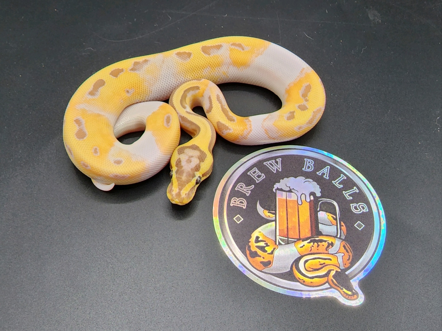 Banana Enchi Piebald Ball Python by BrewBalls - MorphMarket