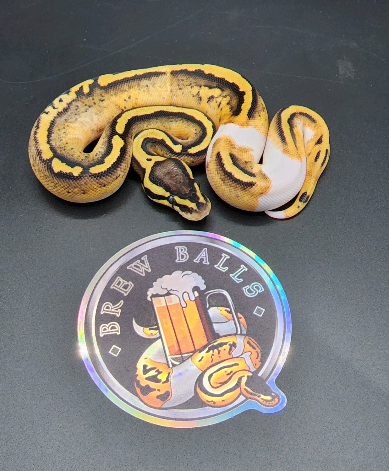 Pastel Piebald Ball Python by BrewBalls - MorphMarket