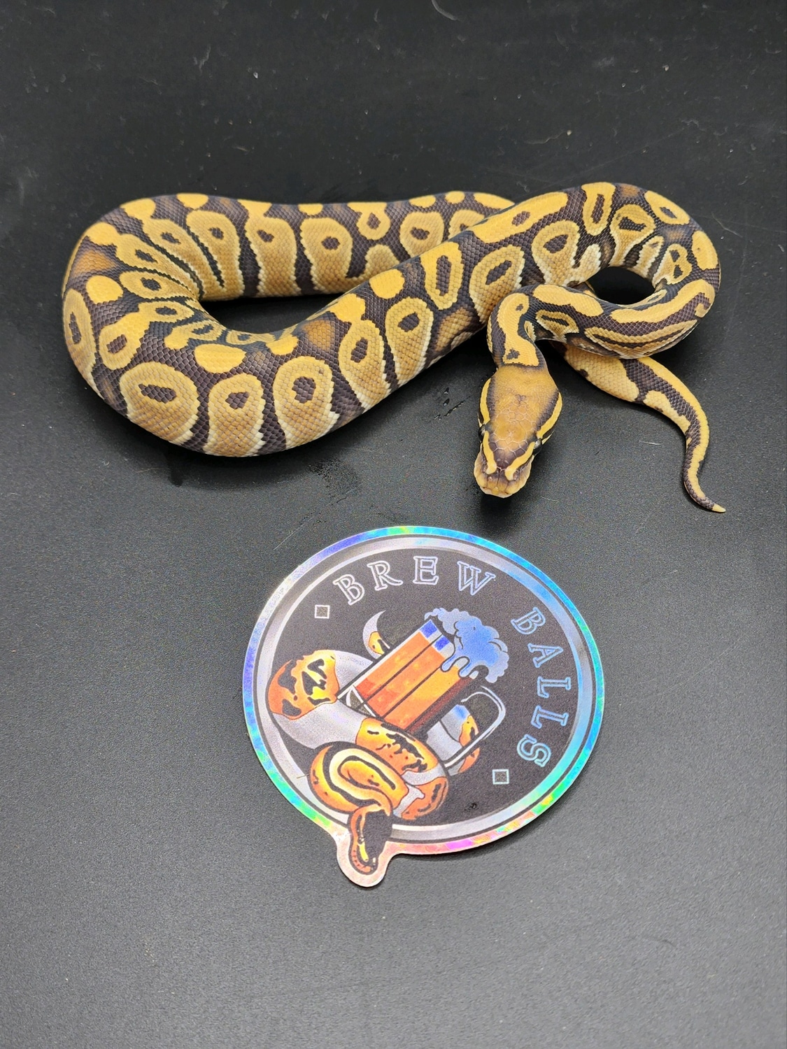 Ghost Het Piebald Ball Python by BrewBalls - MorphMarket