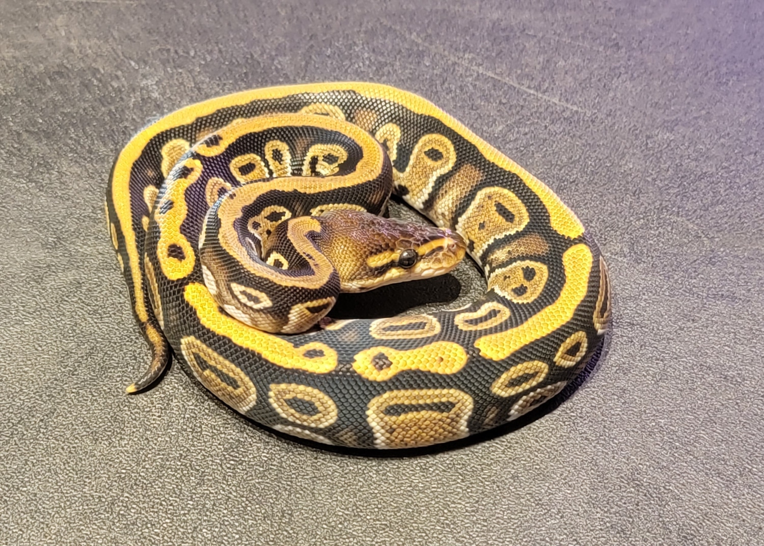 Cypress Ball Python by BrewBalls - MorphMarket