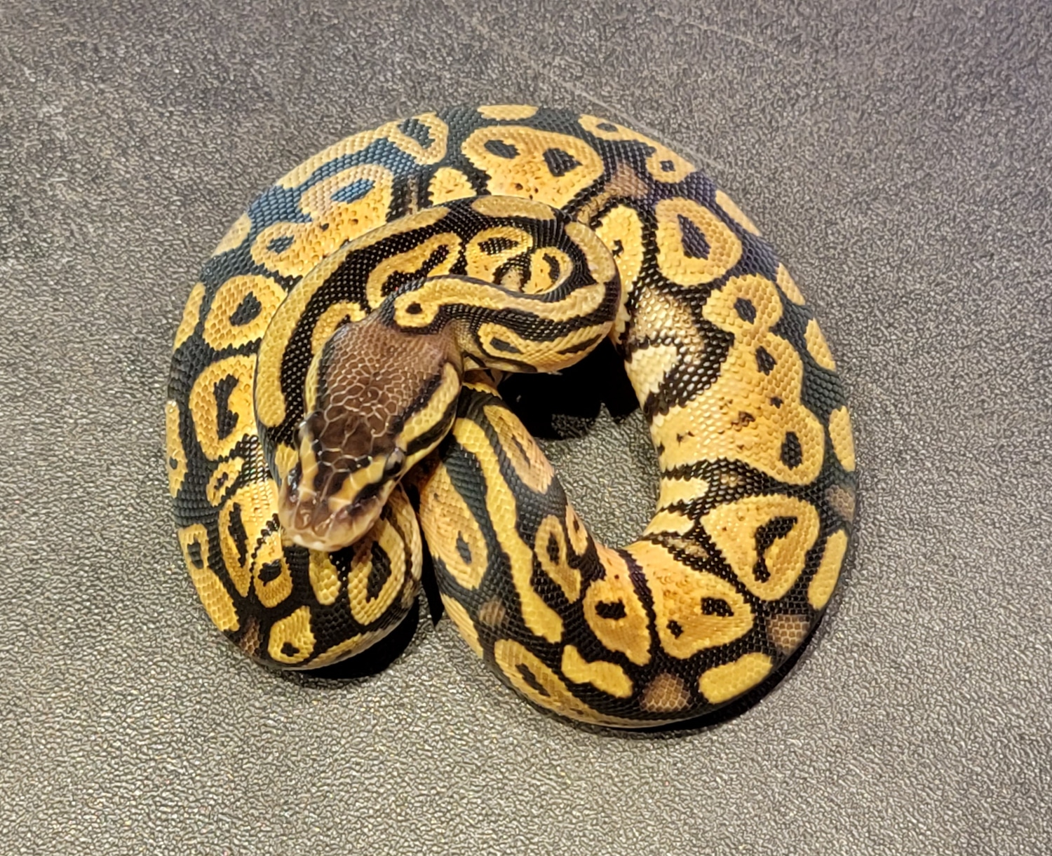 Pastel Cypress Ball Python by BrewBalls - MorphMarket