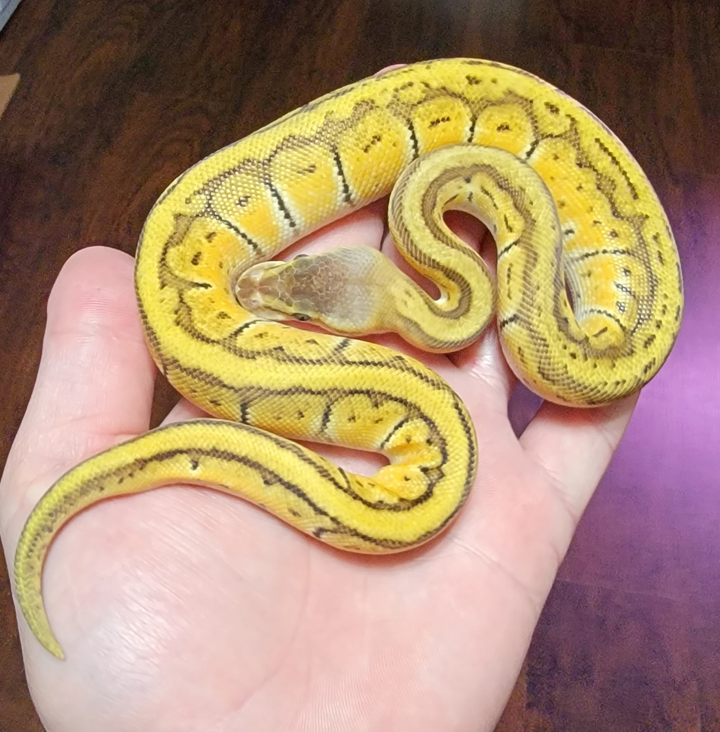 Cypress Pastel Pinstripe Ball Python by BrewBalls - MorphMarket