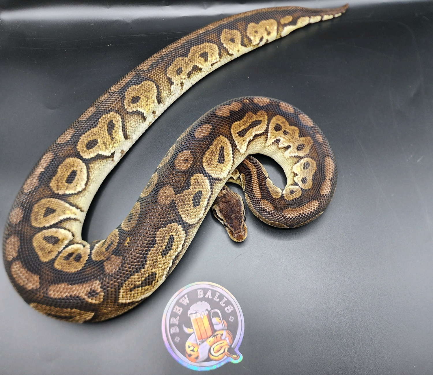 Pewter Ball Python by BrewBalls - MorphMarket