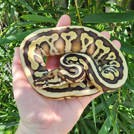 Lesser Spotnose KRG Pos Het Piebald Ball Python by BrewBalls