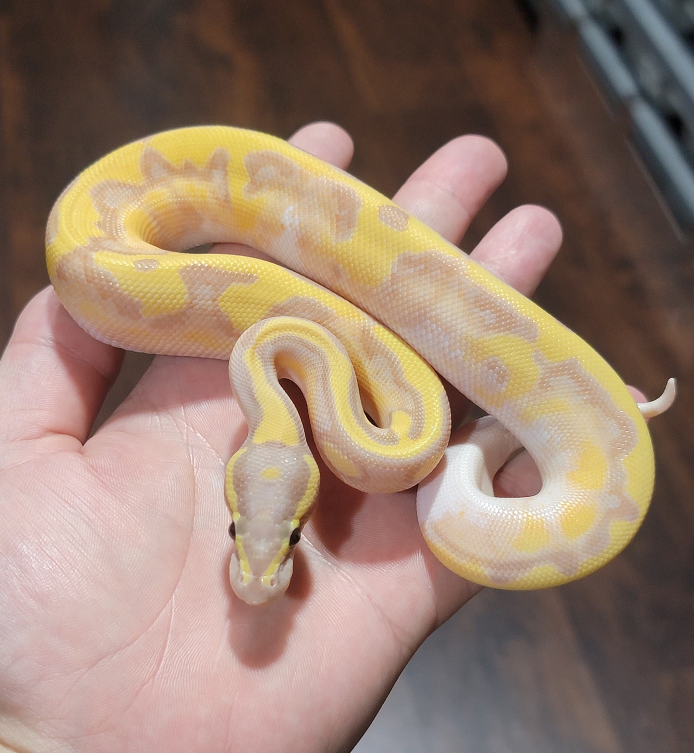 Banana Calico Pied Het Hypo Ball Python by BrewBalls - MorphMarket