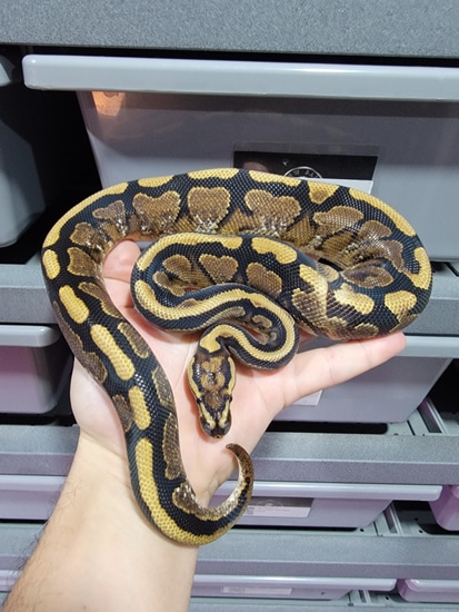 Spotnose Yellow Belly Calico Ball Python by BrewBalls