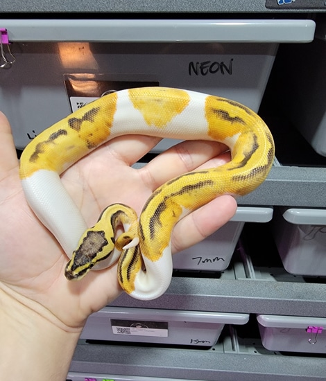 Pastel Enchi Yellow Belly Piebald Ball Python by BrewBalls