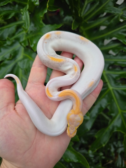 Banana Calico Piebald Het Hypo Ball Python by BrewBalls