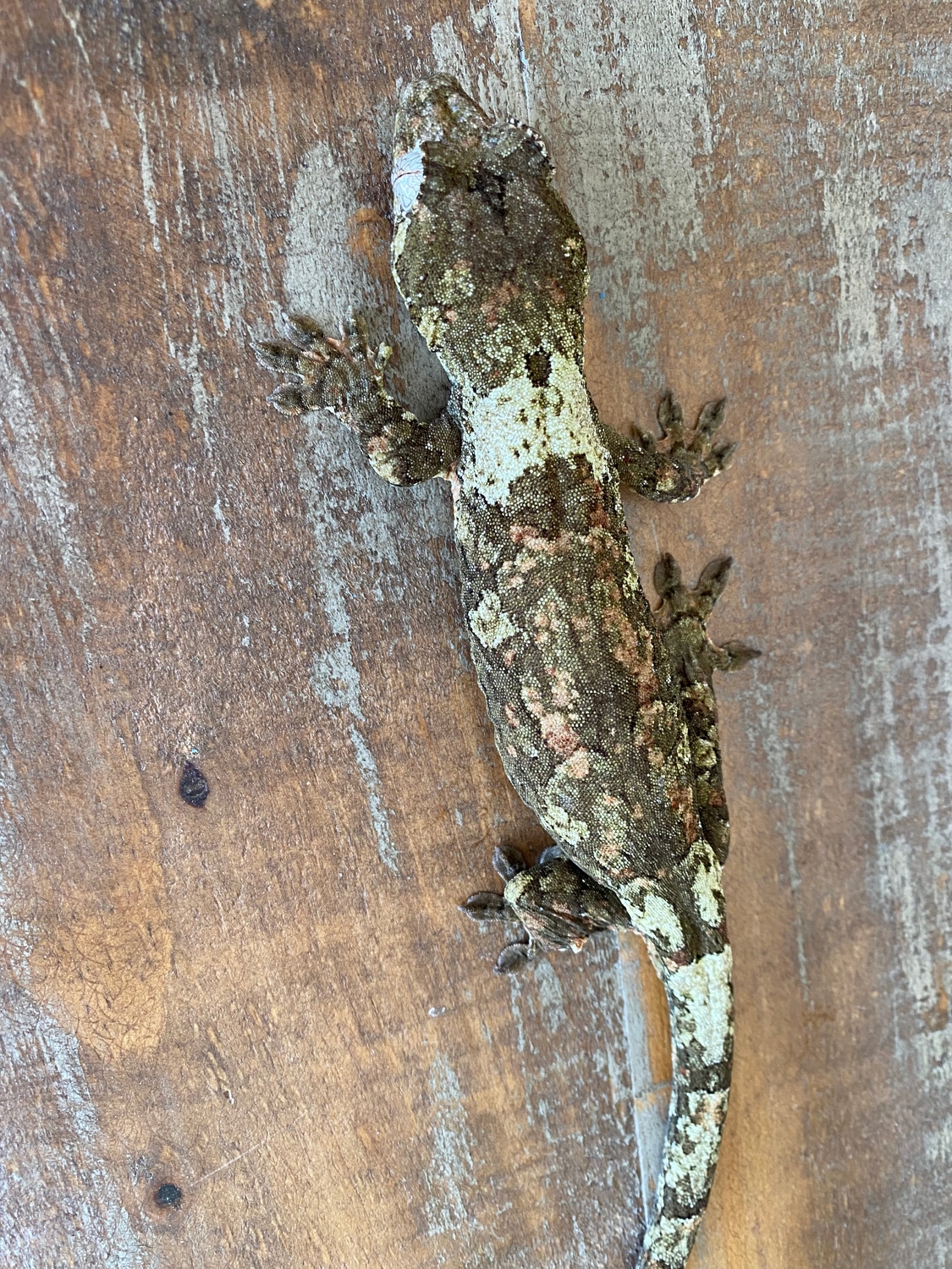 Pine Island Chahoua Gecko by Sandalwood Gecko Co - MorphMarket