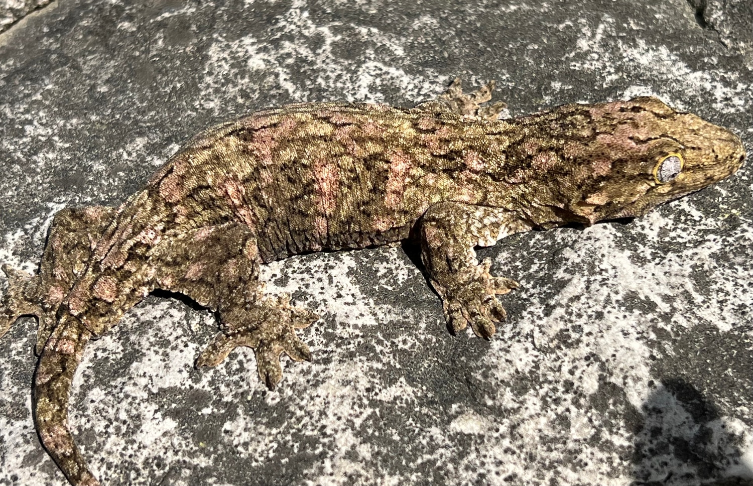 GTX Color Leachianus Gecko by Sandalwood Gecko Co - MorphMarket