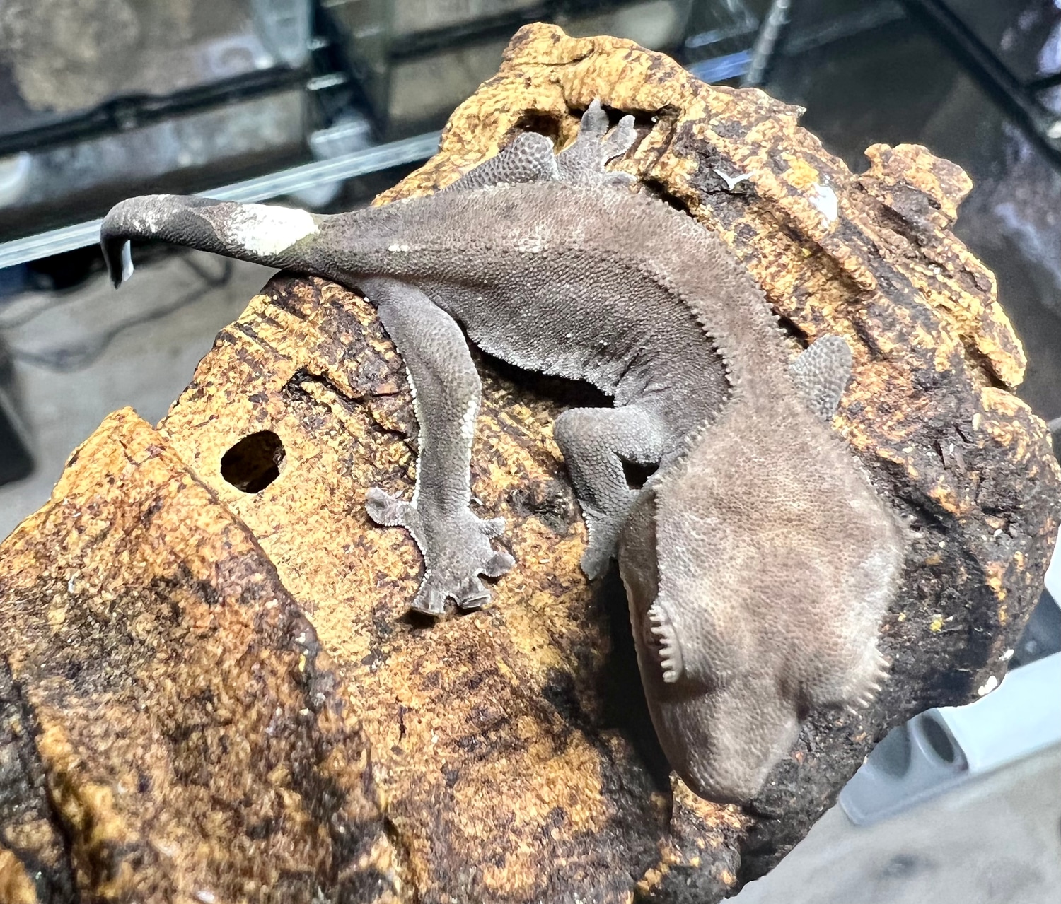 2022 Axanthic Crested Gecko by Sandalwood Gecko Co - MorphMarket