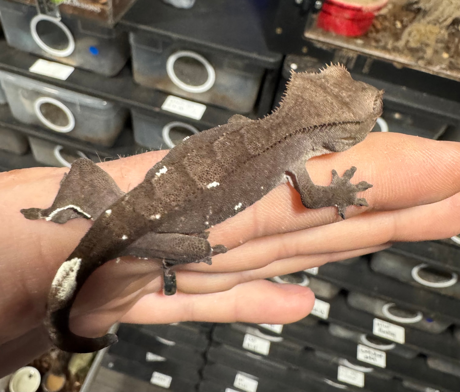 Visual Axanthic Crested *no reserve*