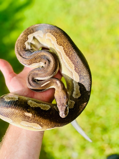 Blackhead, Cinnamon, Yellow Belly Lesser 🔥(LOW RESERVE)🔥 Ball Python by ...