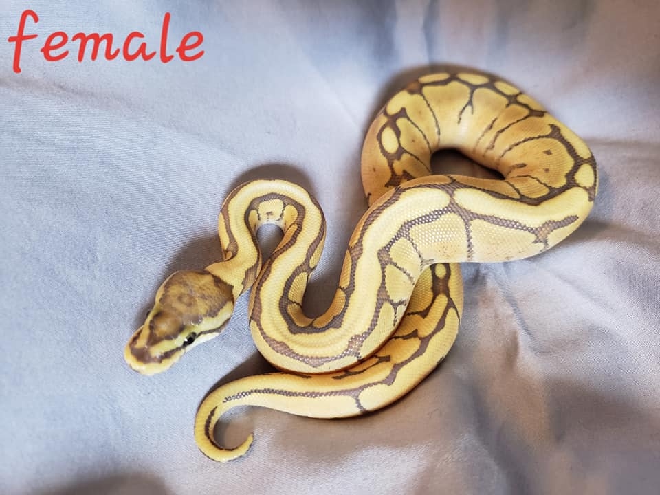 Mojave Spider Ghost Ball Python by B&B Reptiles - MorphMarket