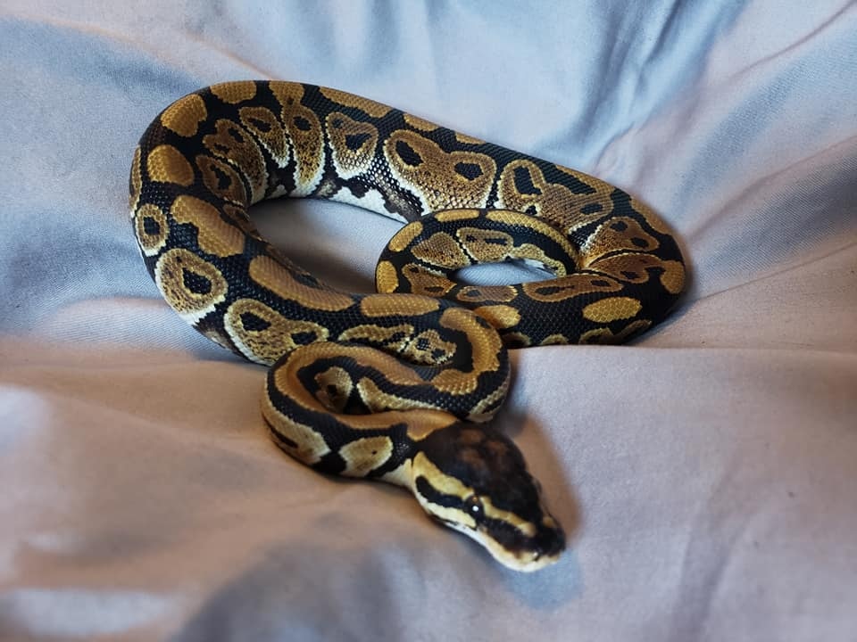Special Ball Python by B&B Reptiles - MorphMarket