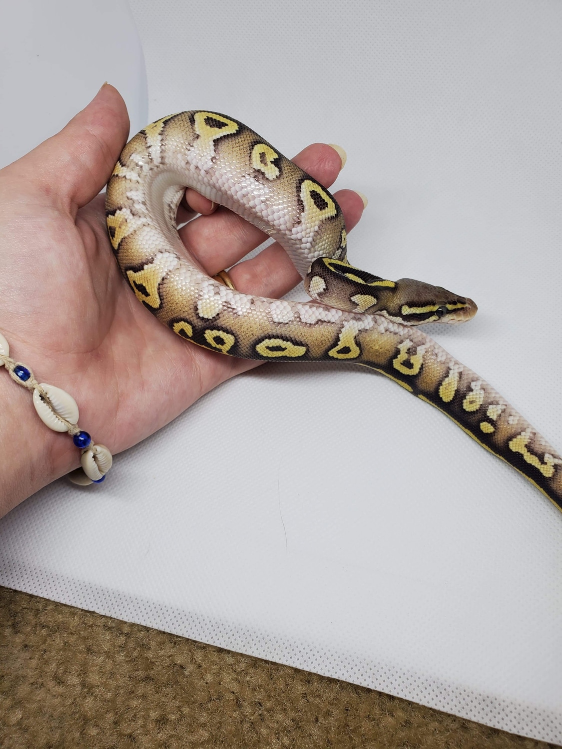 Pastel Mojave Gravel Or Yellow Belly 50%Het Ghost Ball Python by B&B ...