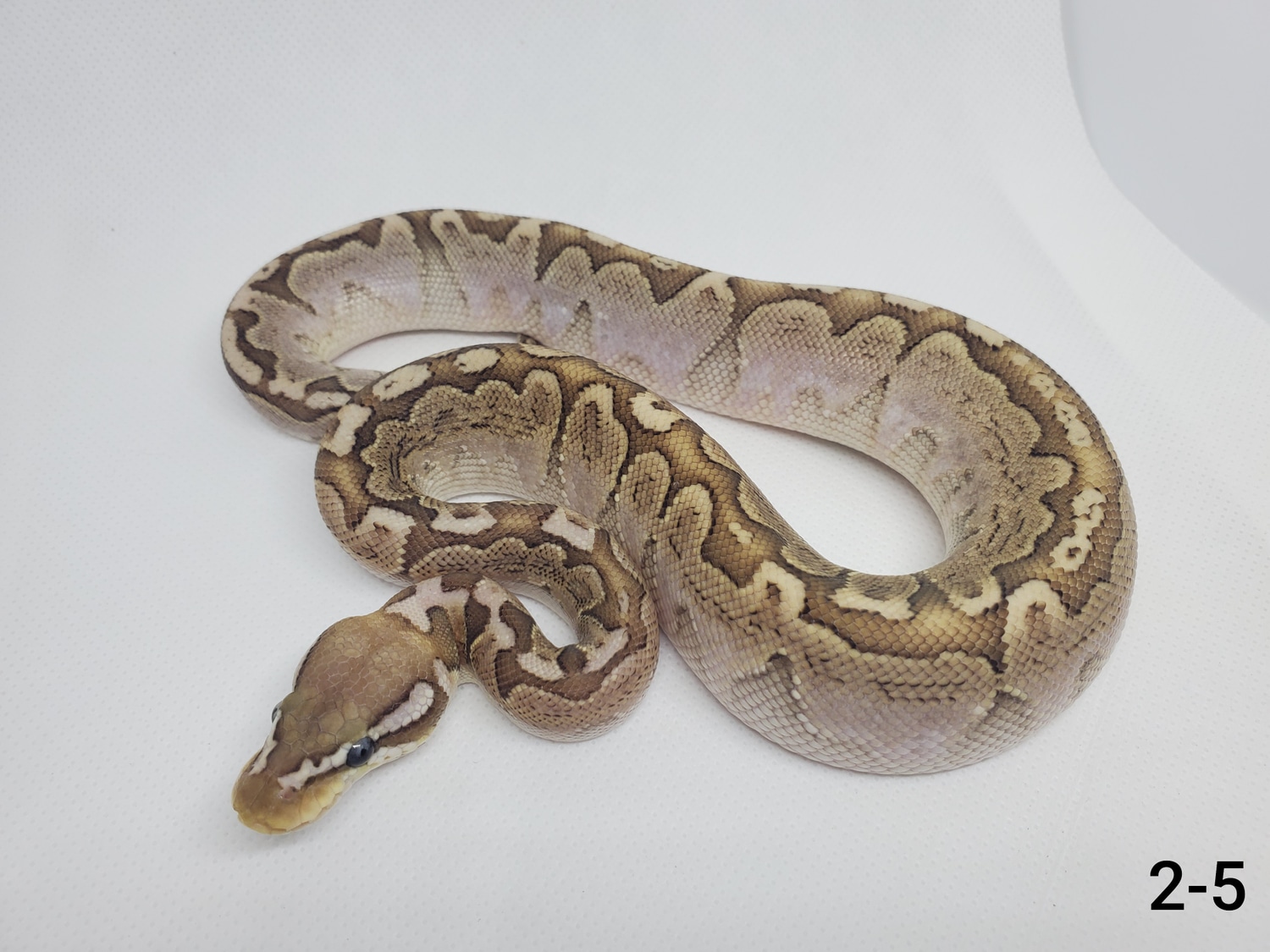 Pastel Bamboo Ball Python by B&B Reptiles - MorphMarket