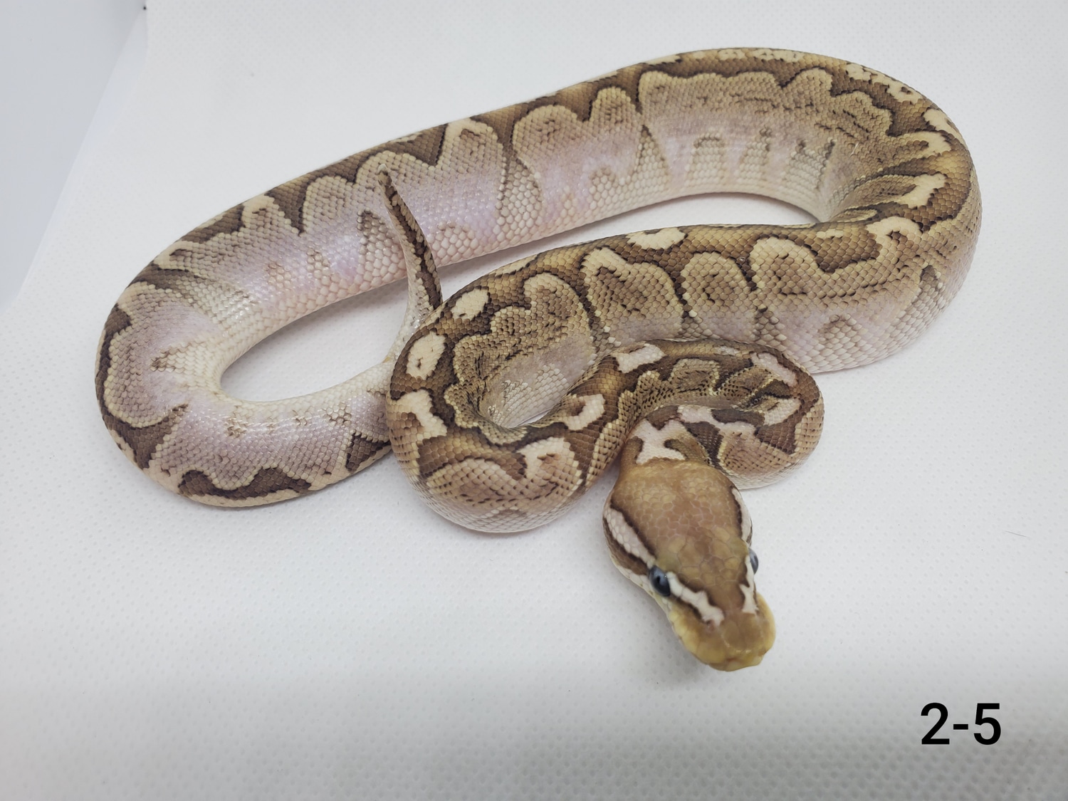 Pastel Bamboo Ball Python by B&B Reptiles - MorphMarket