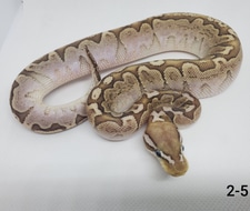 Pastel Bamboo Ball Python by B&B Reptiles - MorphMarket