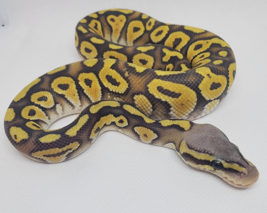 Pastel Mojave Ghost Ball Python by B&B Reptiles