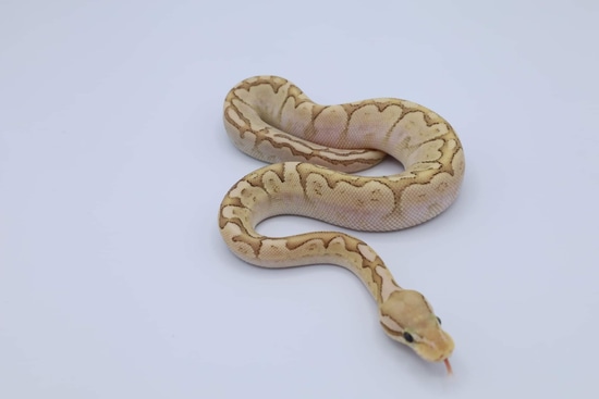 Bamboo Fire Ball Python by B&B Reptiles