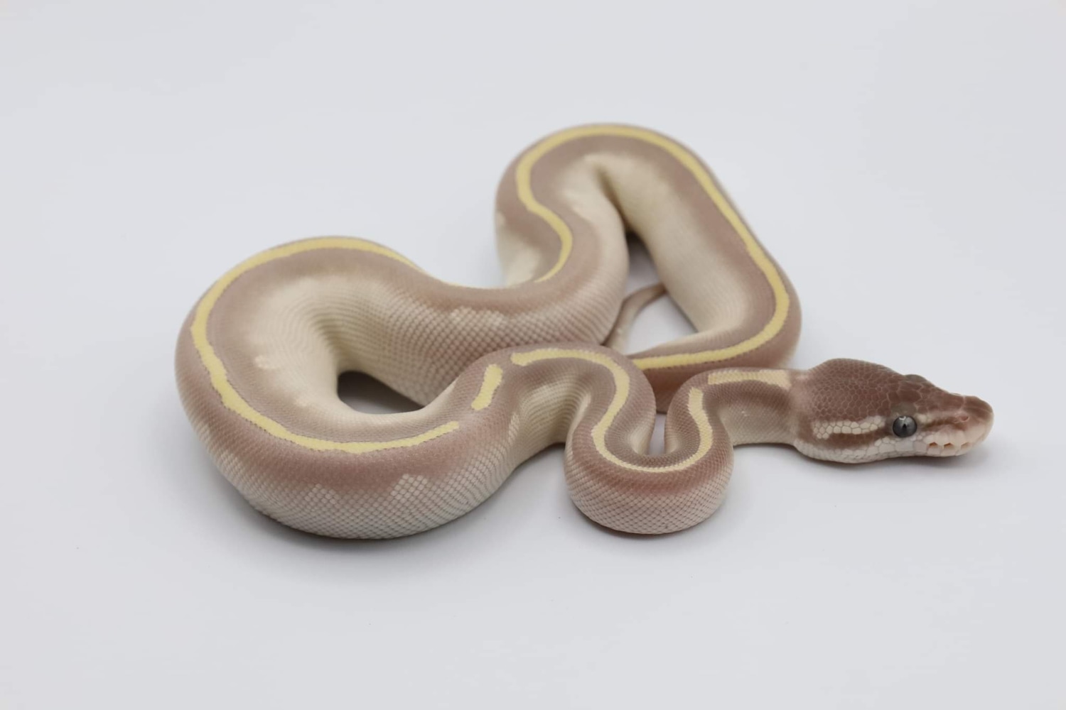 Phantom Mojave Yellow Belly Ball Python by B&B Reptiles - MorphMarket