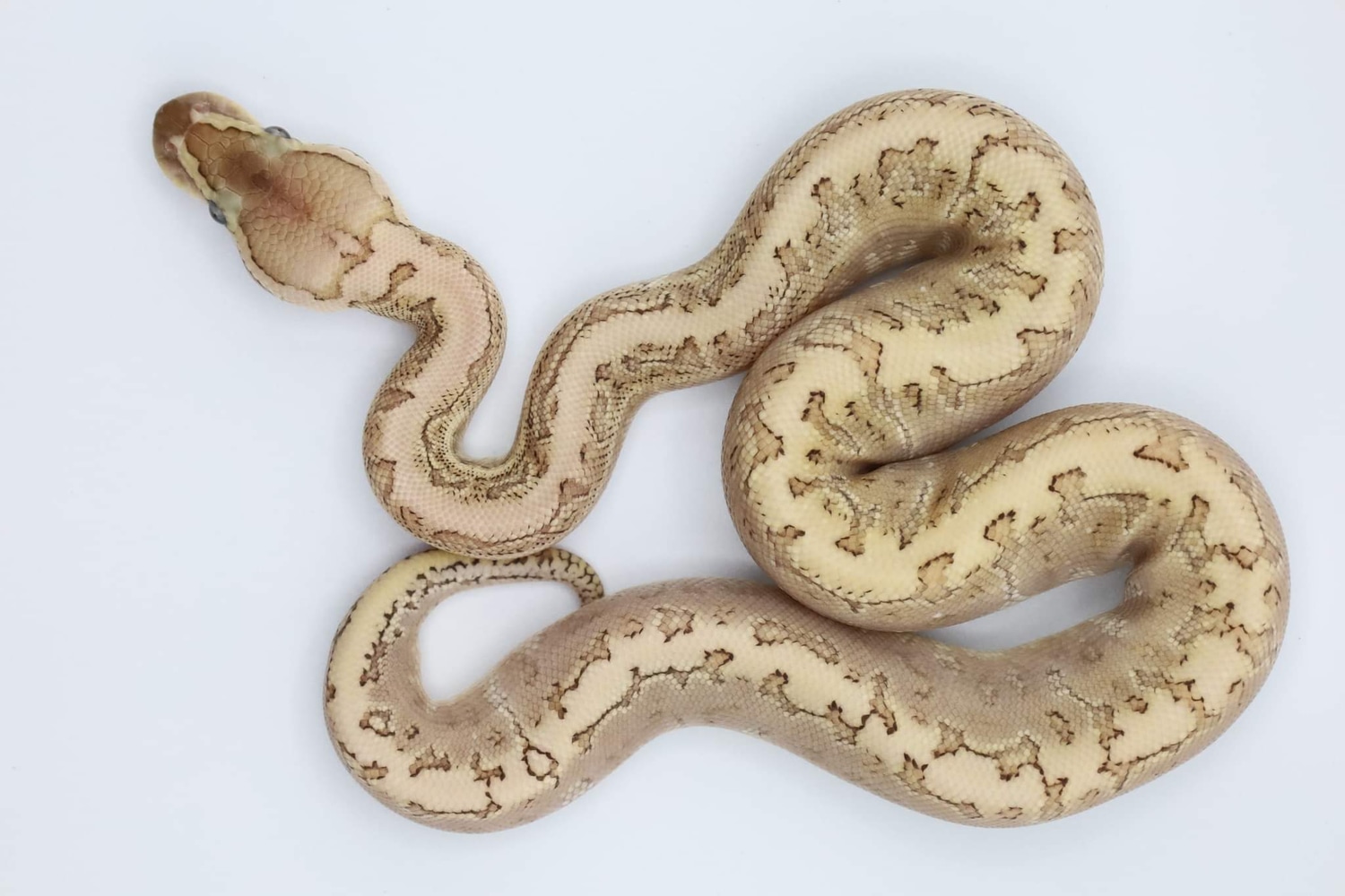 GHI Phantom Mojave Pinstripe Yellow Belly Ball Python by B&B Reptiles ...