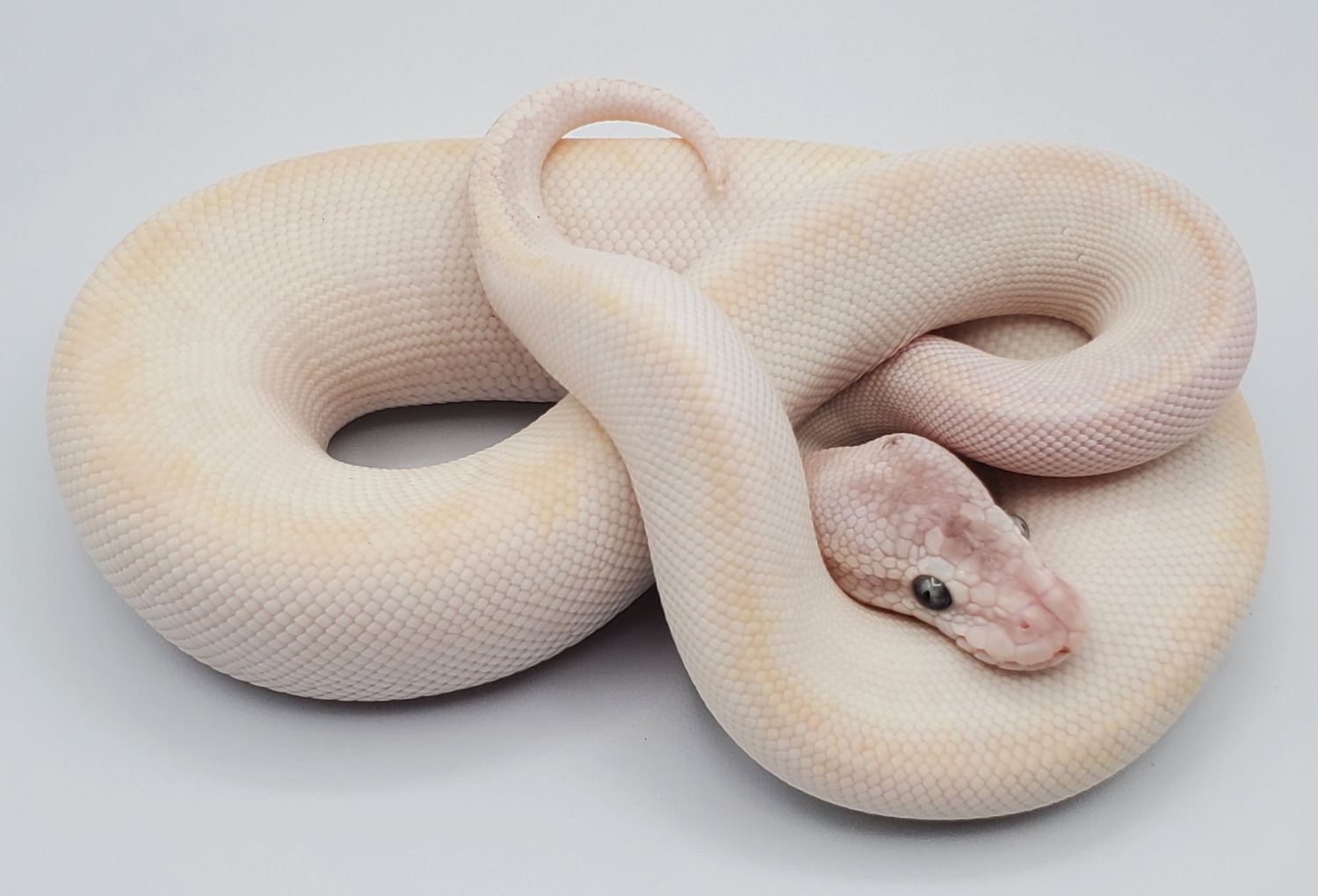 Ghi Mojave Phantom Yellow Belly Poss. Super Yellow Belly Ball Python by ...