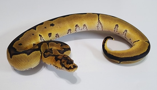 Special Clown Ball Python by B&B Reptiles