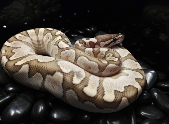 Mckenzie Ghi Mojave Ball Python by B&B Reptiles