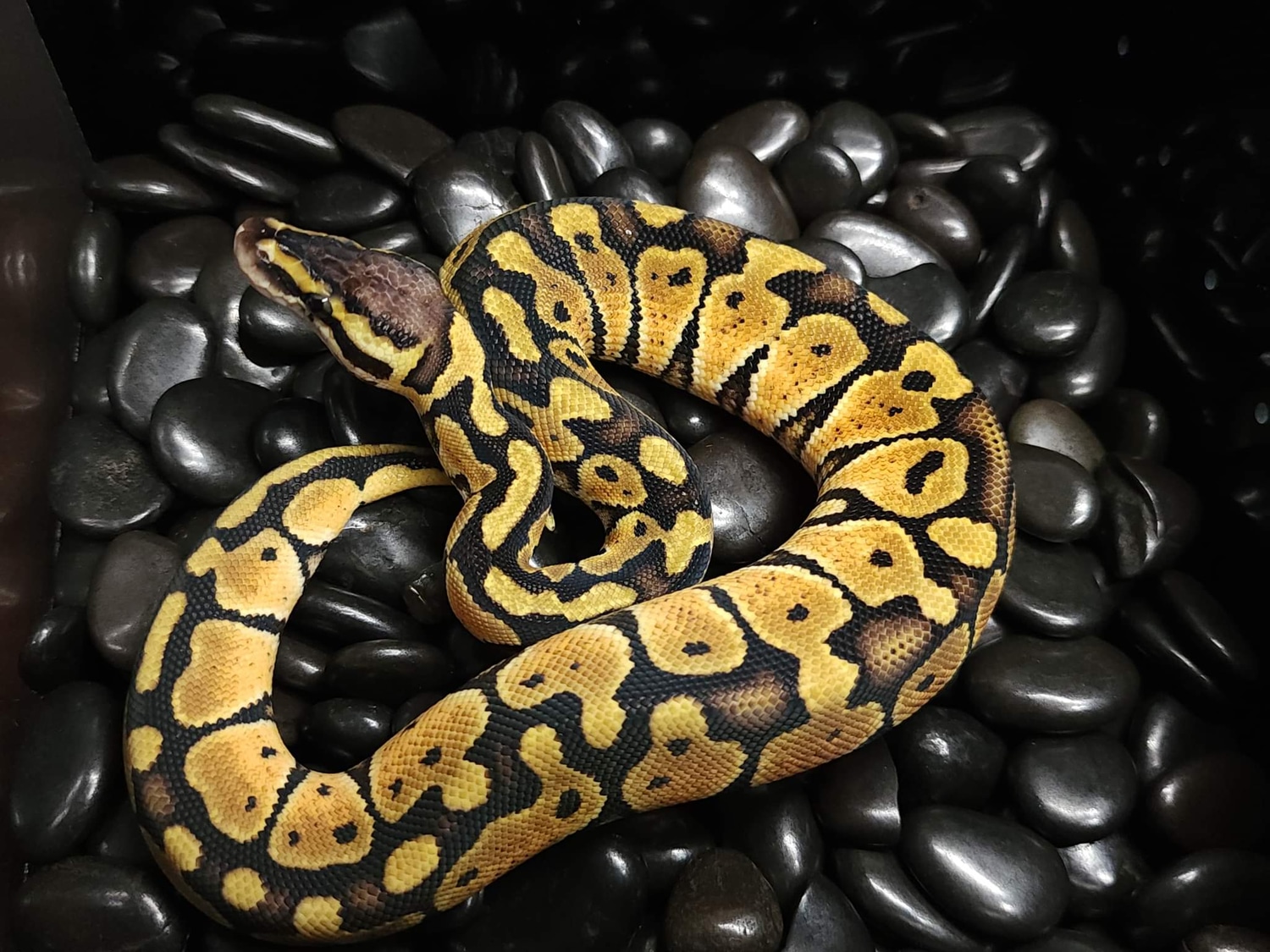 Pastel Special 100% Het. Clown Ball Python by B&B Reptiles - MorphMarket