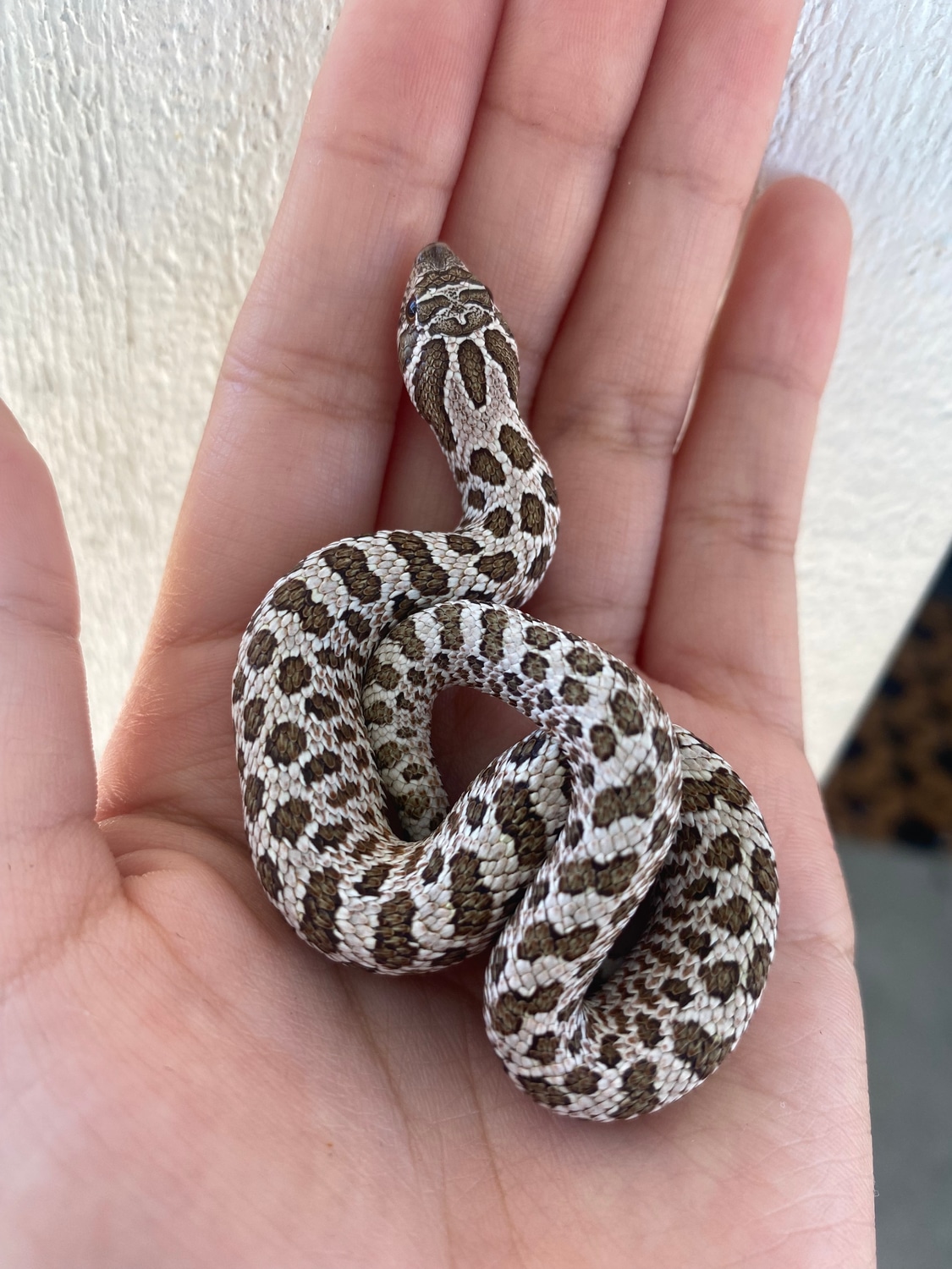 Arctic Western Hognose by 3Hognose_Amigos - MorphMarket