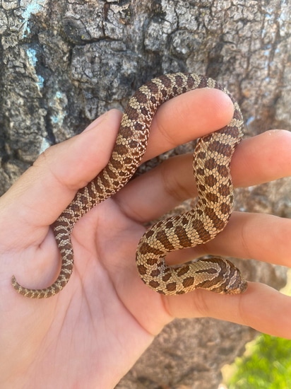 %66 Het Toxic Western Hognose by 3Hognose_Amigos - MorphMarket