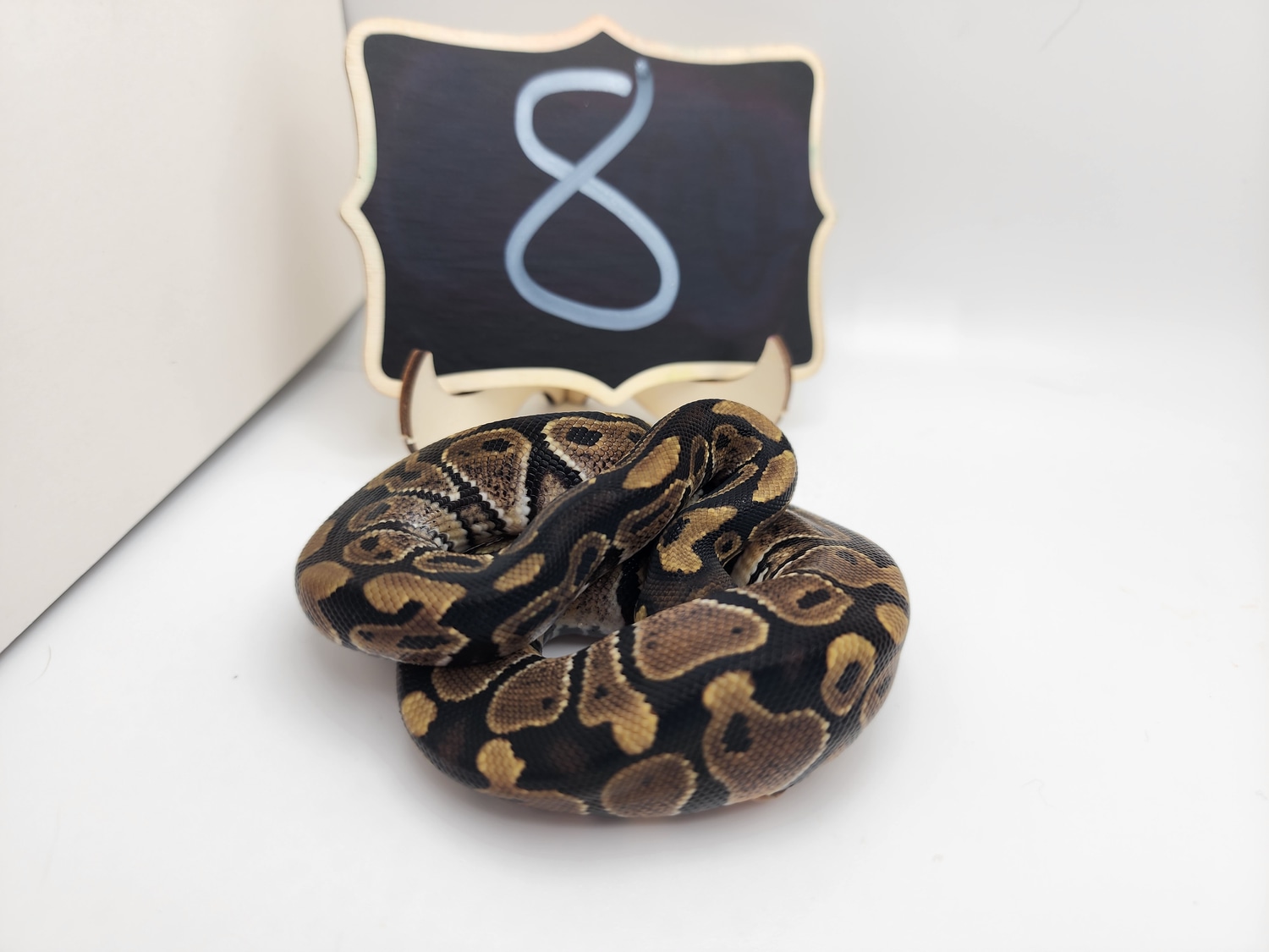 Normal Ball Python by Stoked Ball Pythons - MorphMarket